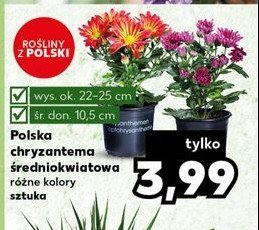 Chryzantema średniokwiatowa w doniczce 10.5 cm - cena - promocje - opinie - sklep | Blix.pl ...