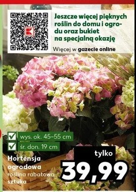 Lawenda na pniu - cena - promocje - opinie - sklep | Blix.pl - Brak ofert