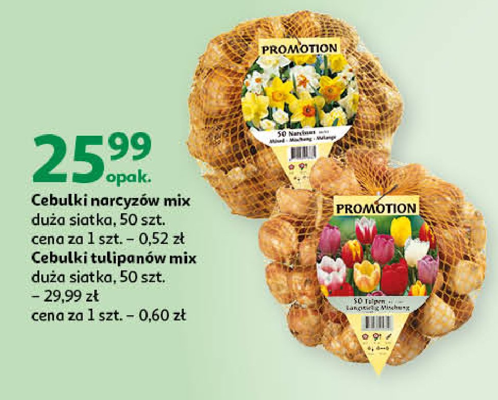 Cebulki narcyza GEOLIA - cena - promocje - opinie - sklep | Blix.pl