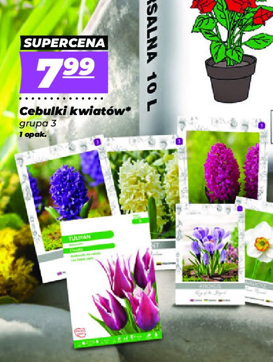 Cebulki kwiatowe gr 3 - cena - promocje - opinie - sklep | Blix.pl - Brak ofert